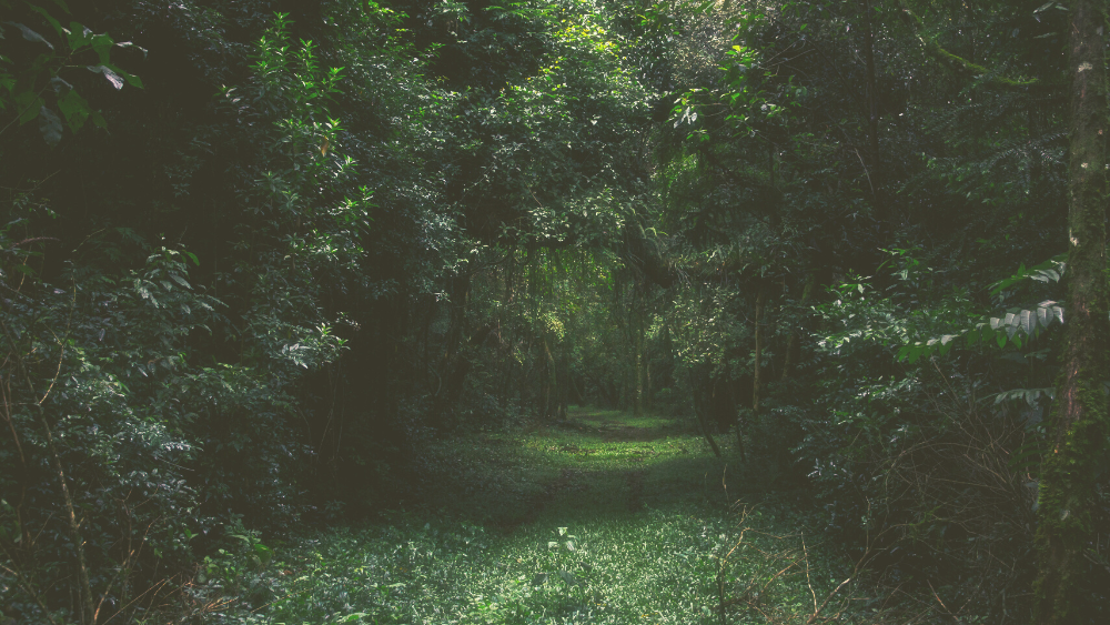 Earth Day - A Day To Honour Our Precious Planet – Lore